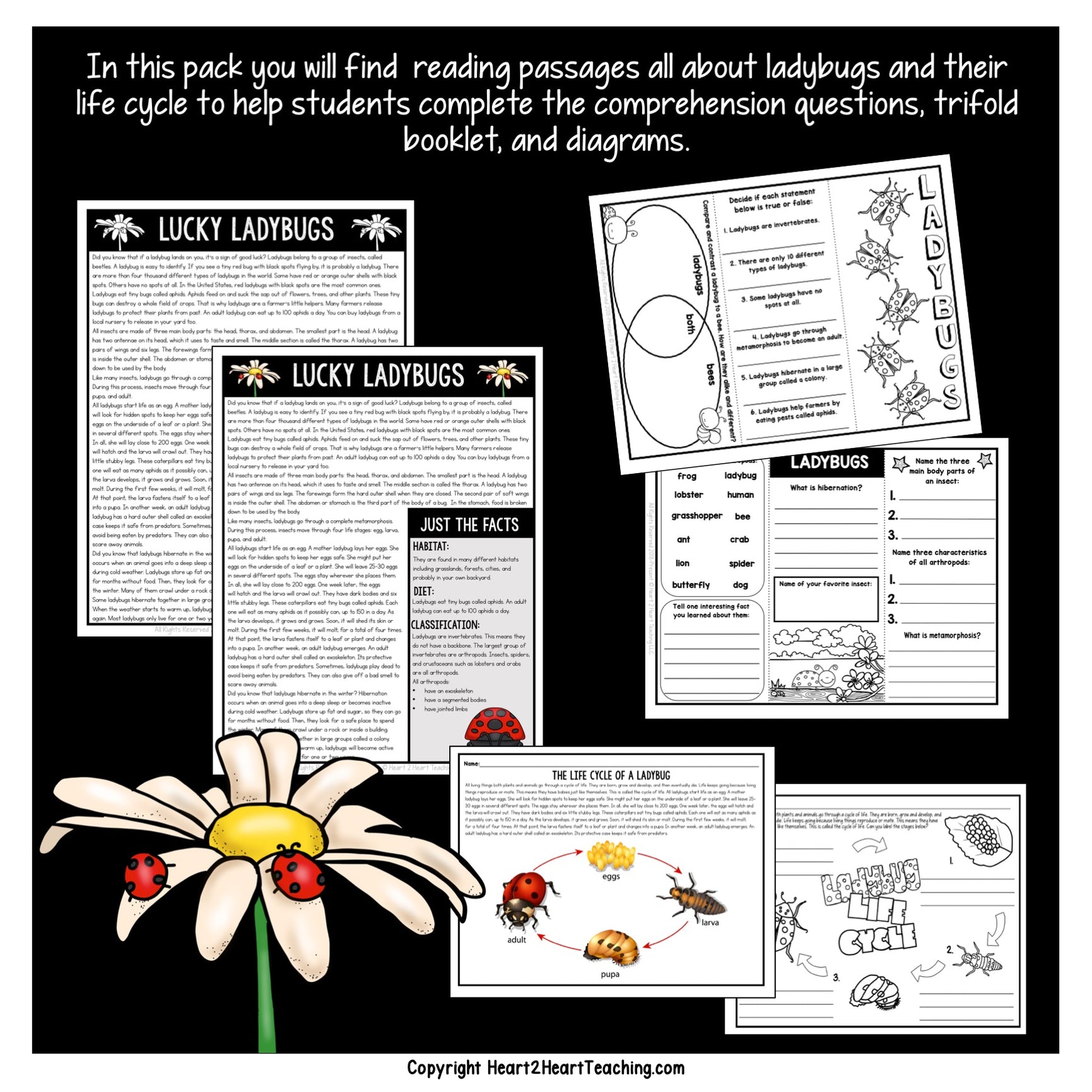 All About Ladybugs Craft and Activity Pack – Heart 2 Heart Teaching