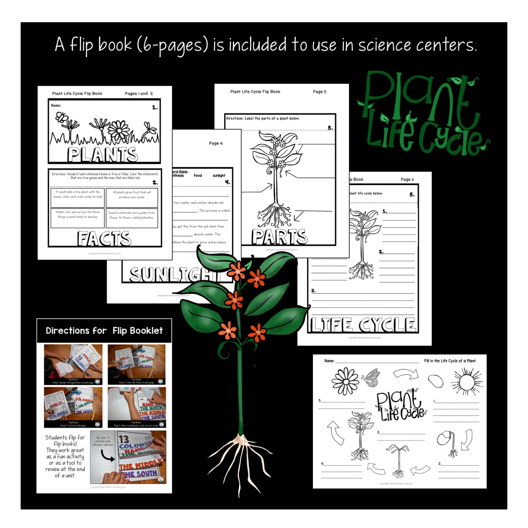 From Seed to Sprout: The Life Cycle of a Plant Activity Pack – Heart 2 ...