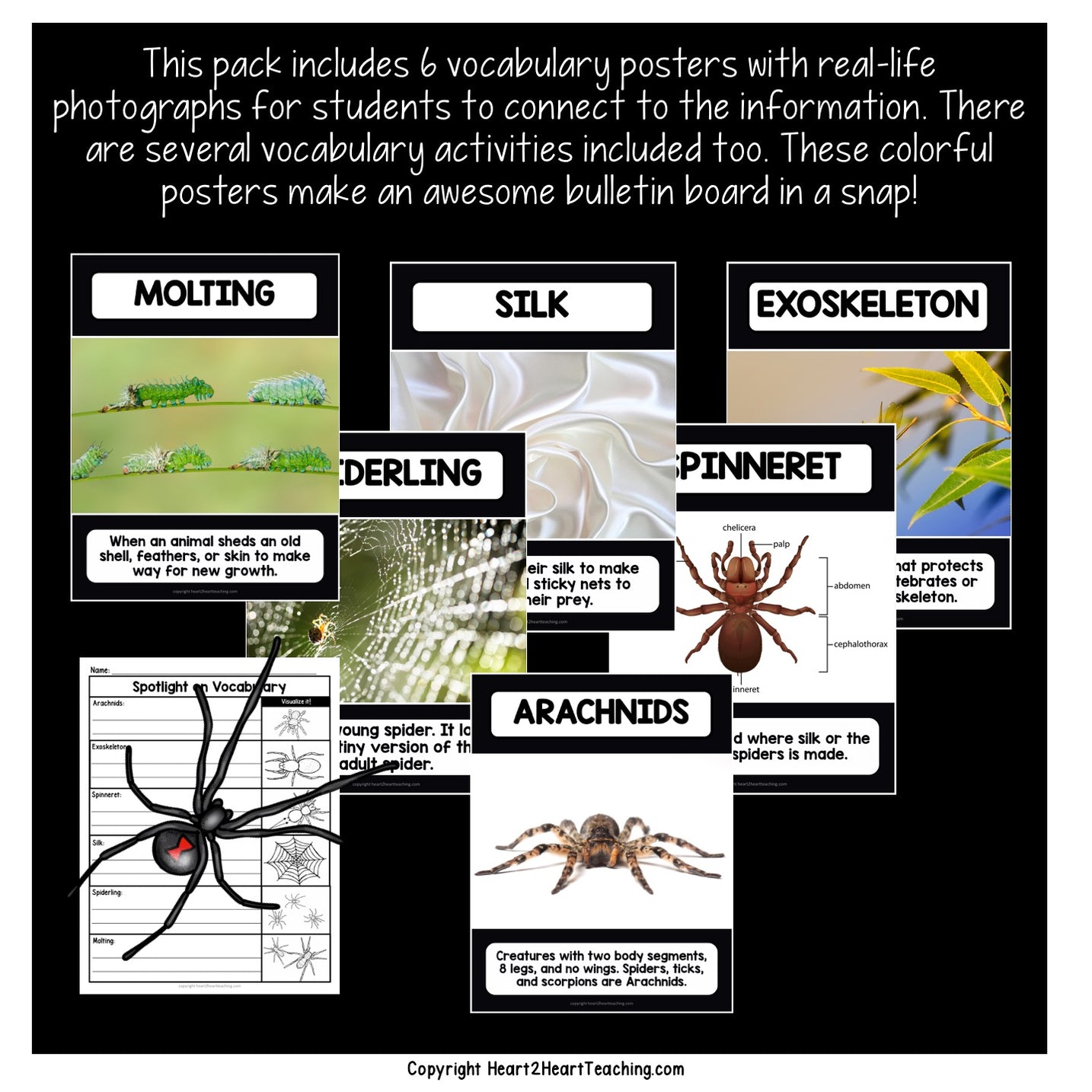 Let's Learn All About Those Creepy Crawly Spiders Activity Pack – Heart ...