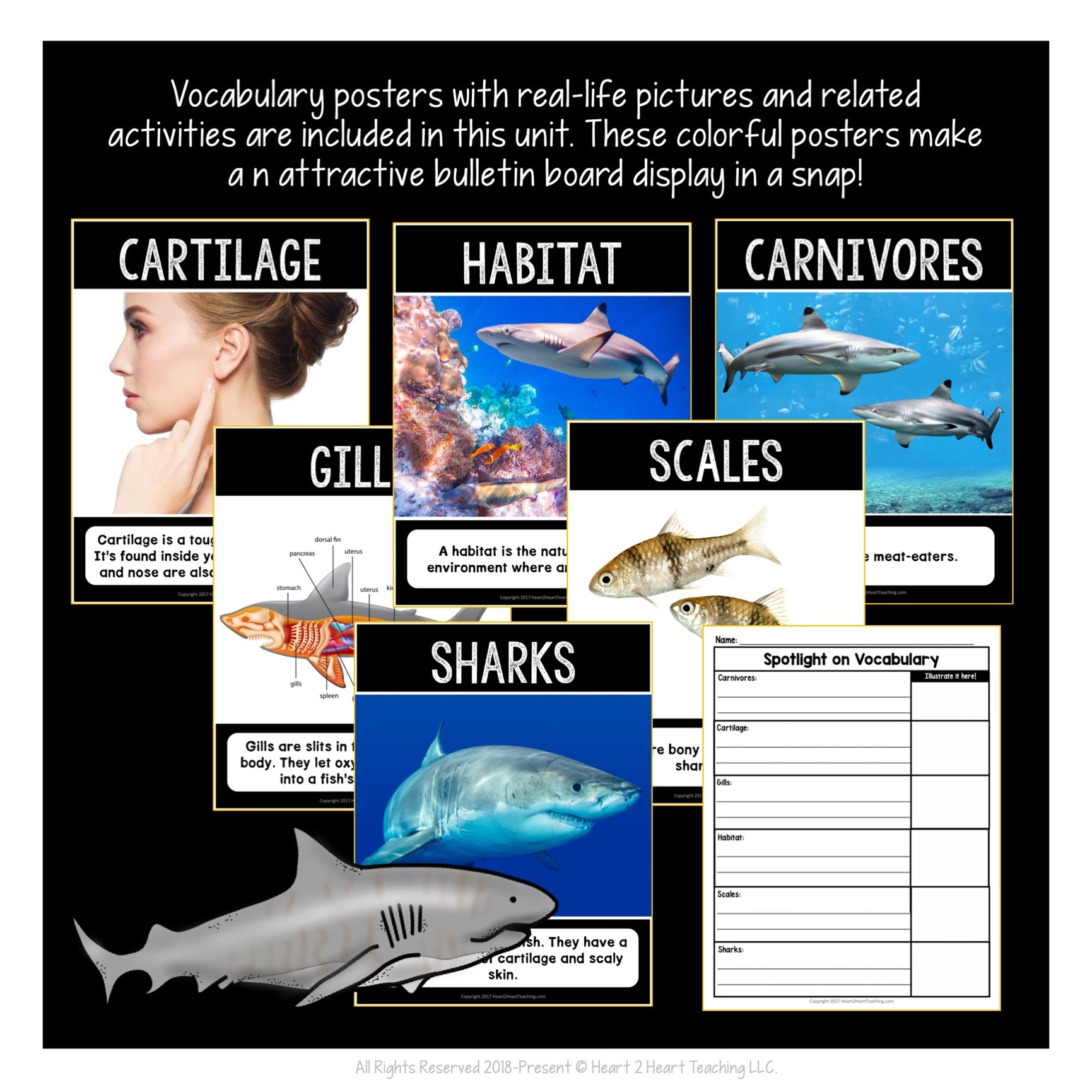 All About Sharks Craft and Activity Pack – Heart 2 Heart Teaching