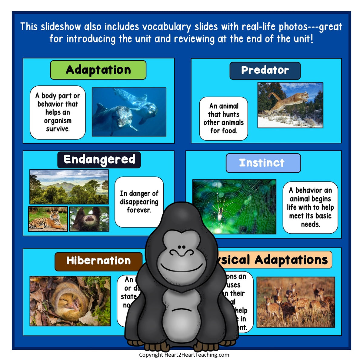 Animal Adaptions Powerpoint – Heart 2 Heart Teaching
